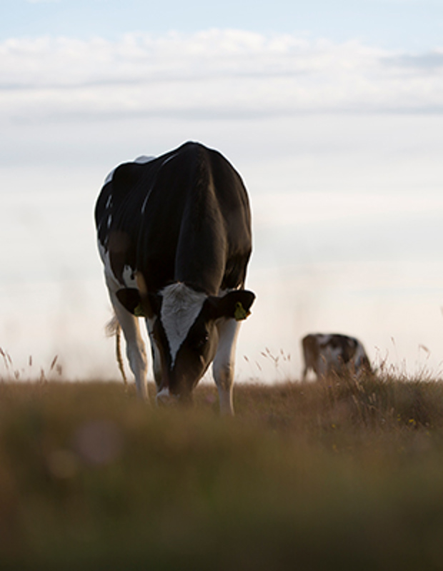 Organic | Arla Foods Ingredients